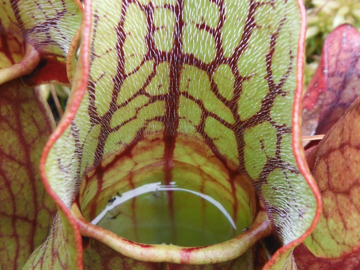 7.2-Meat-eating-pitcher-plants-feast-on-baby-salamanders-1 | Berita ...